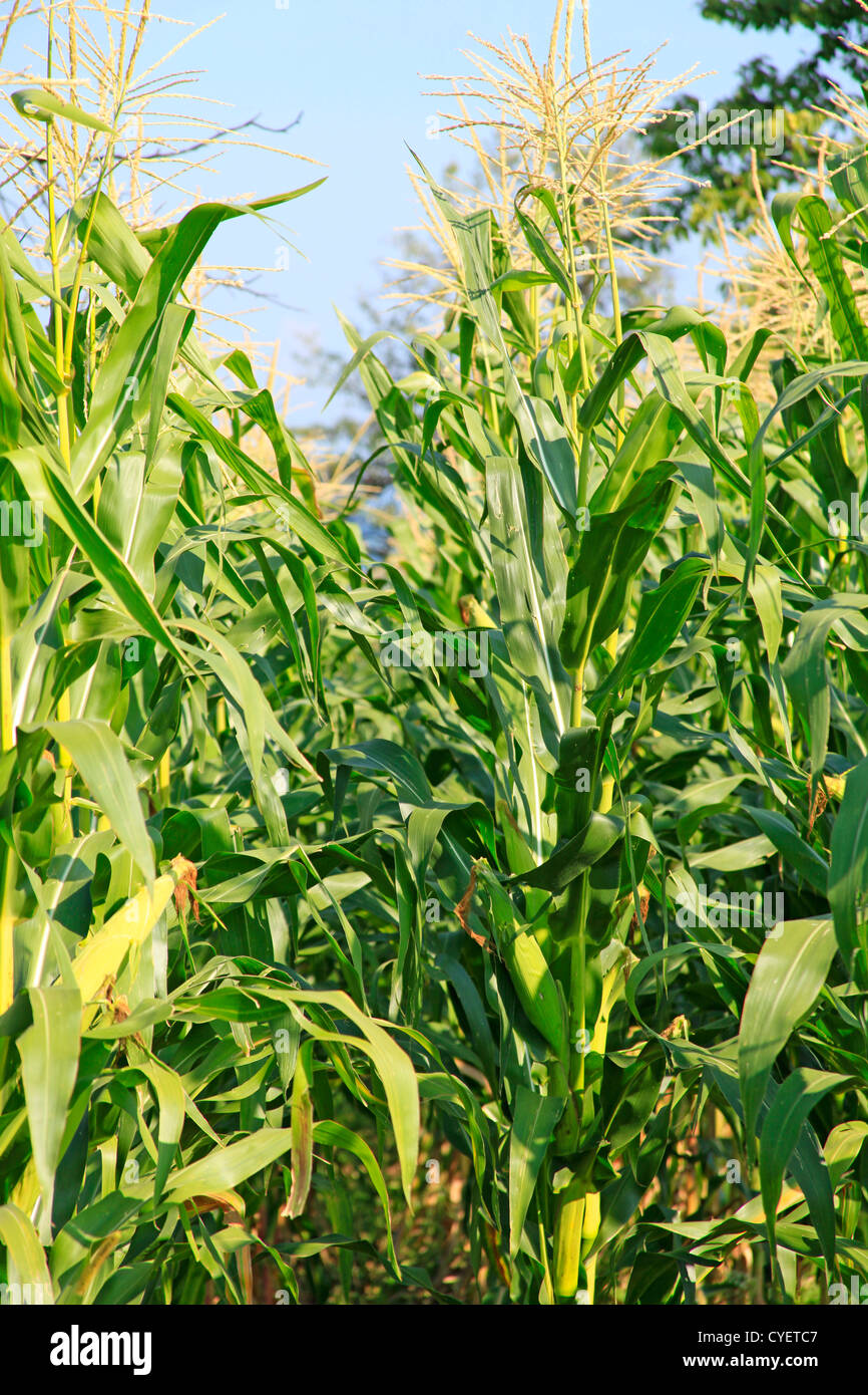 Steam on hi-res stock photography and images - Alamy