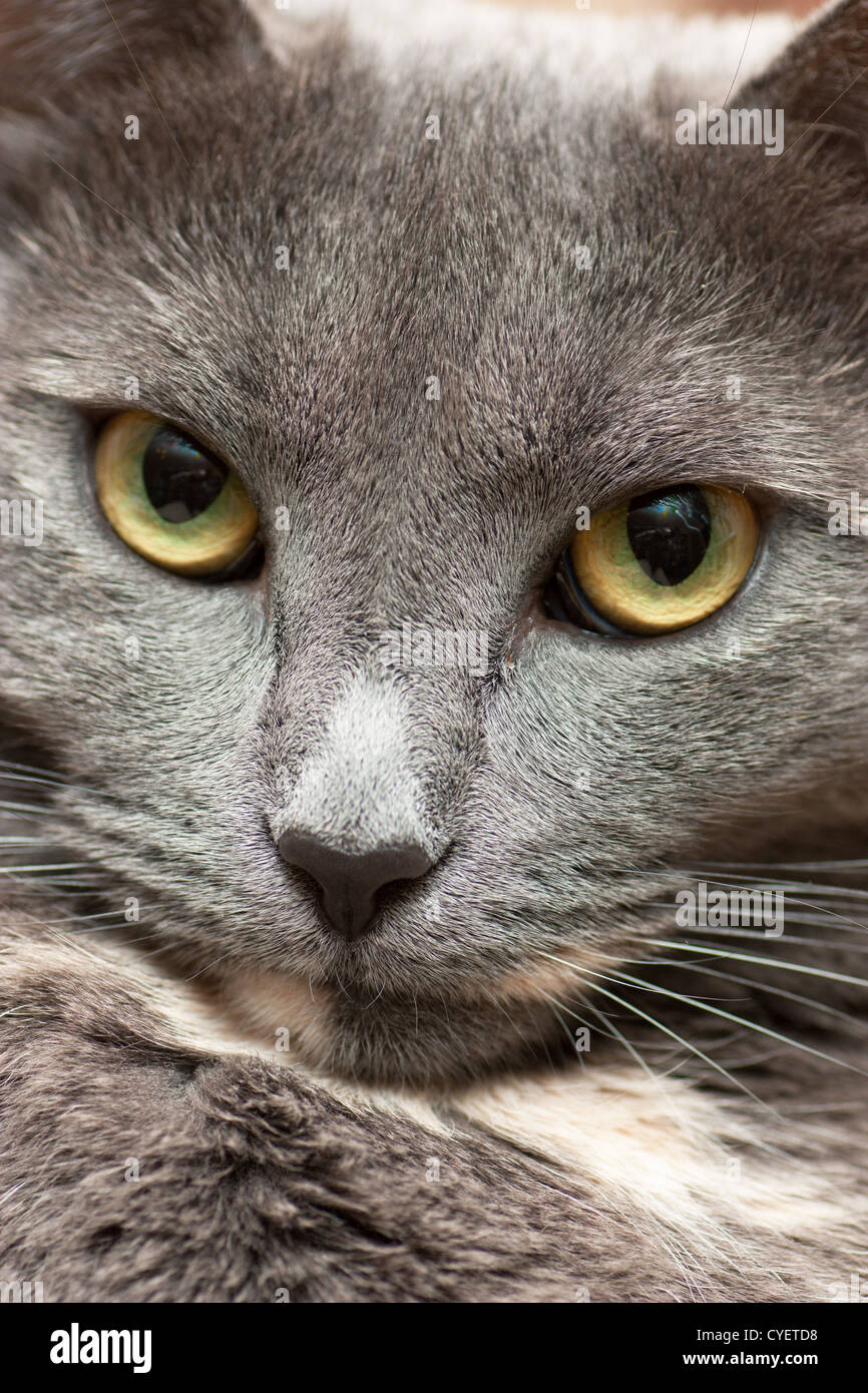 Closeup view of calm cat face Stock Photo - Alamy