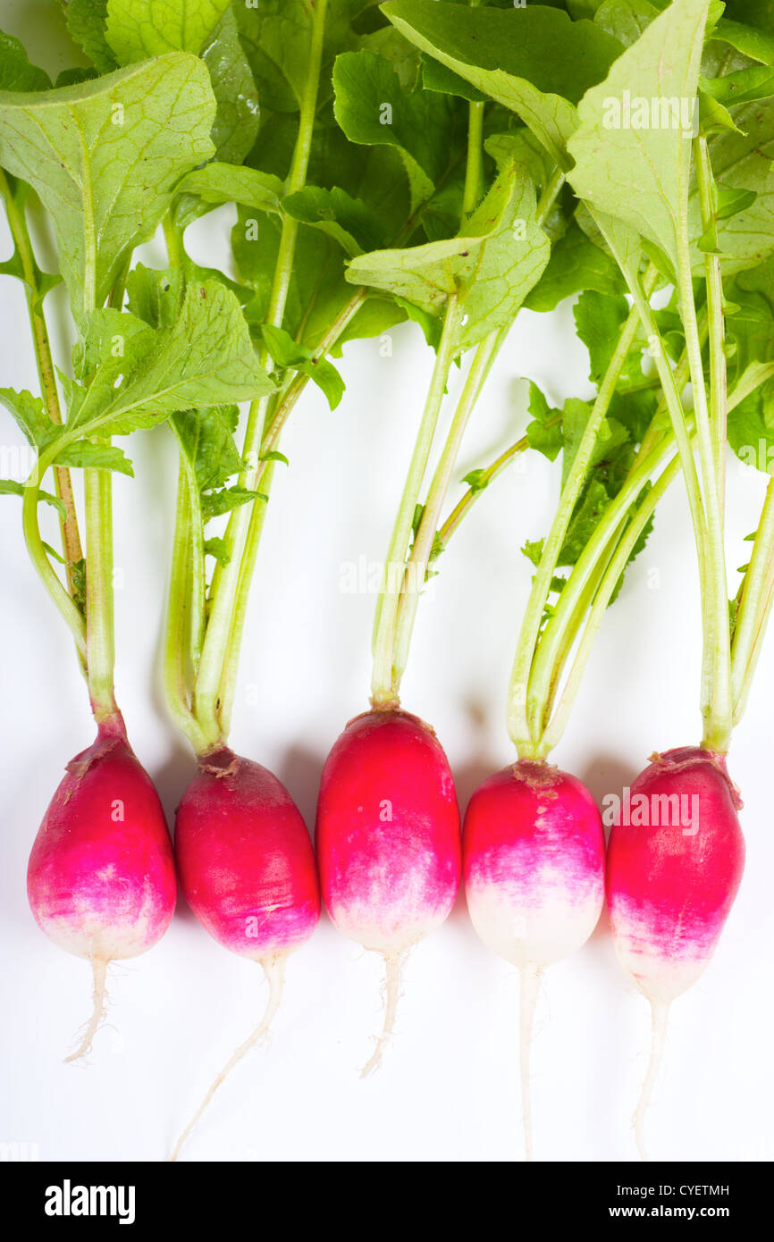 A bunch of fresh garden radishes Stock Photo - Alamy