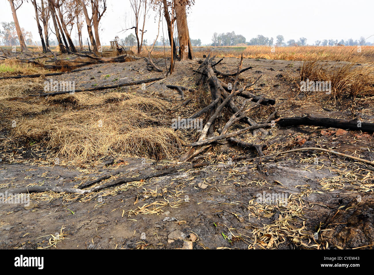 forest after fire burn Stock Photo - Alamy