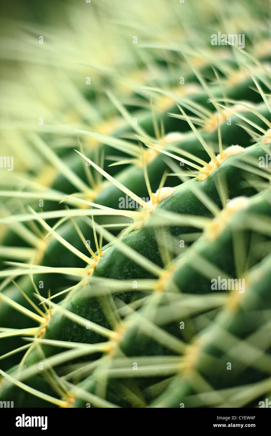 cactus close up Stock Photo - Alamy