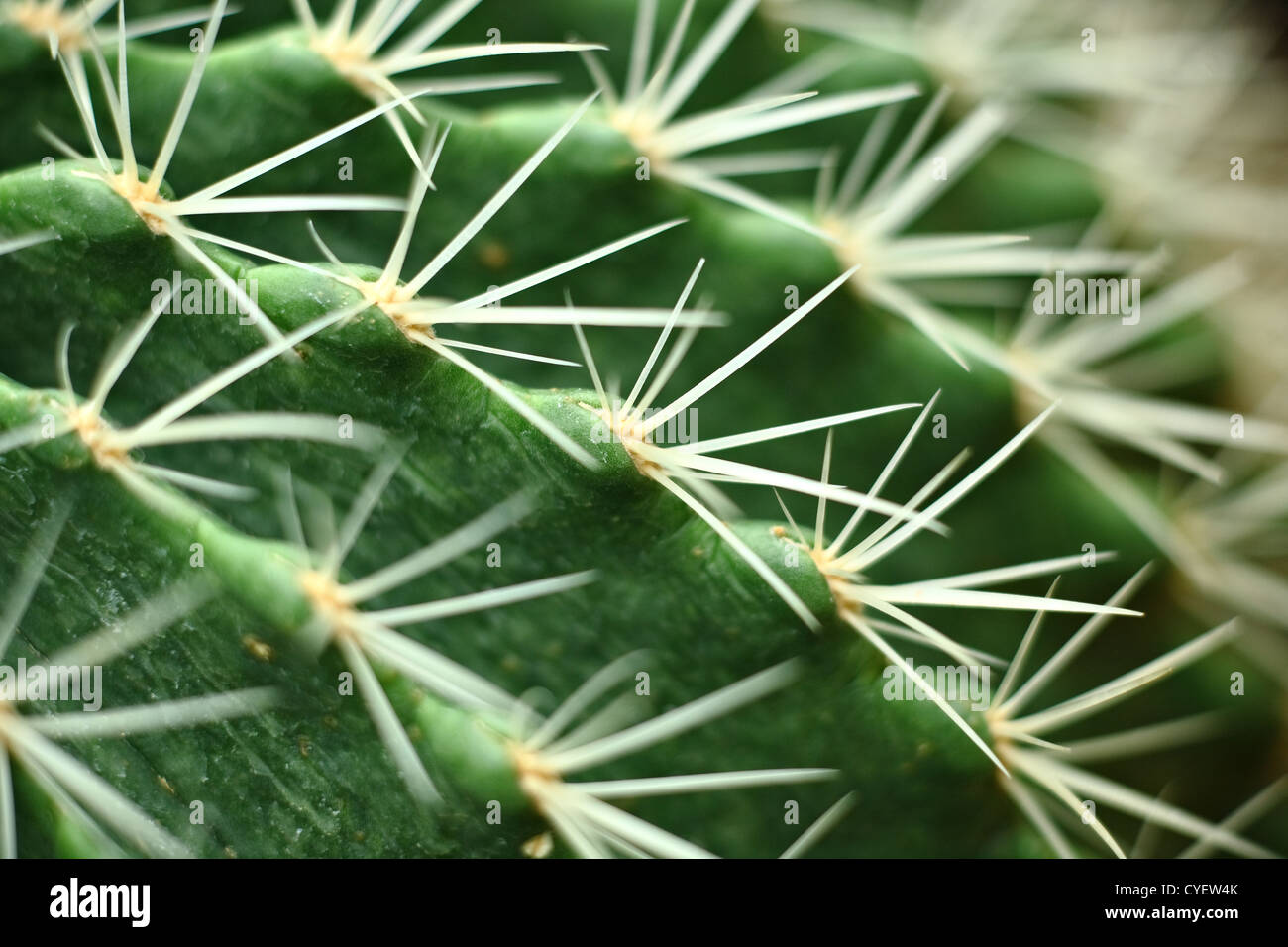 cactus close up Stock Photo - Alamy
