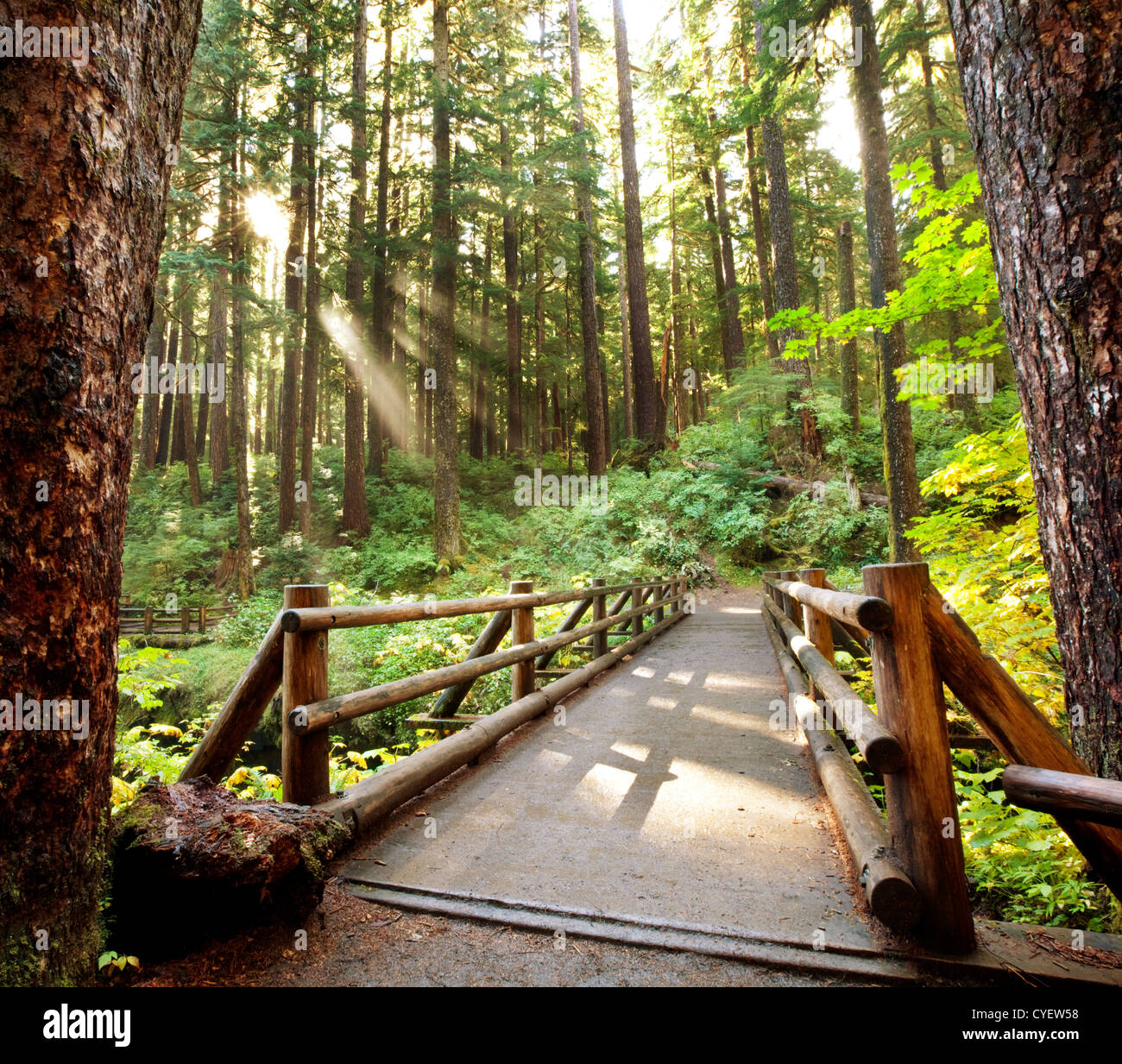 boardwalk in forest Stock Photo - Alamy