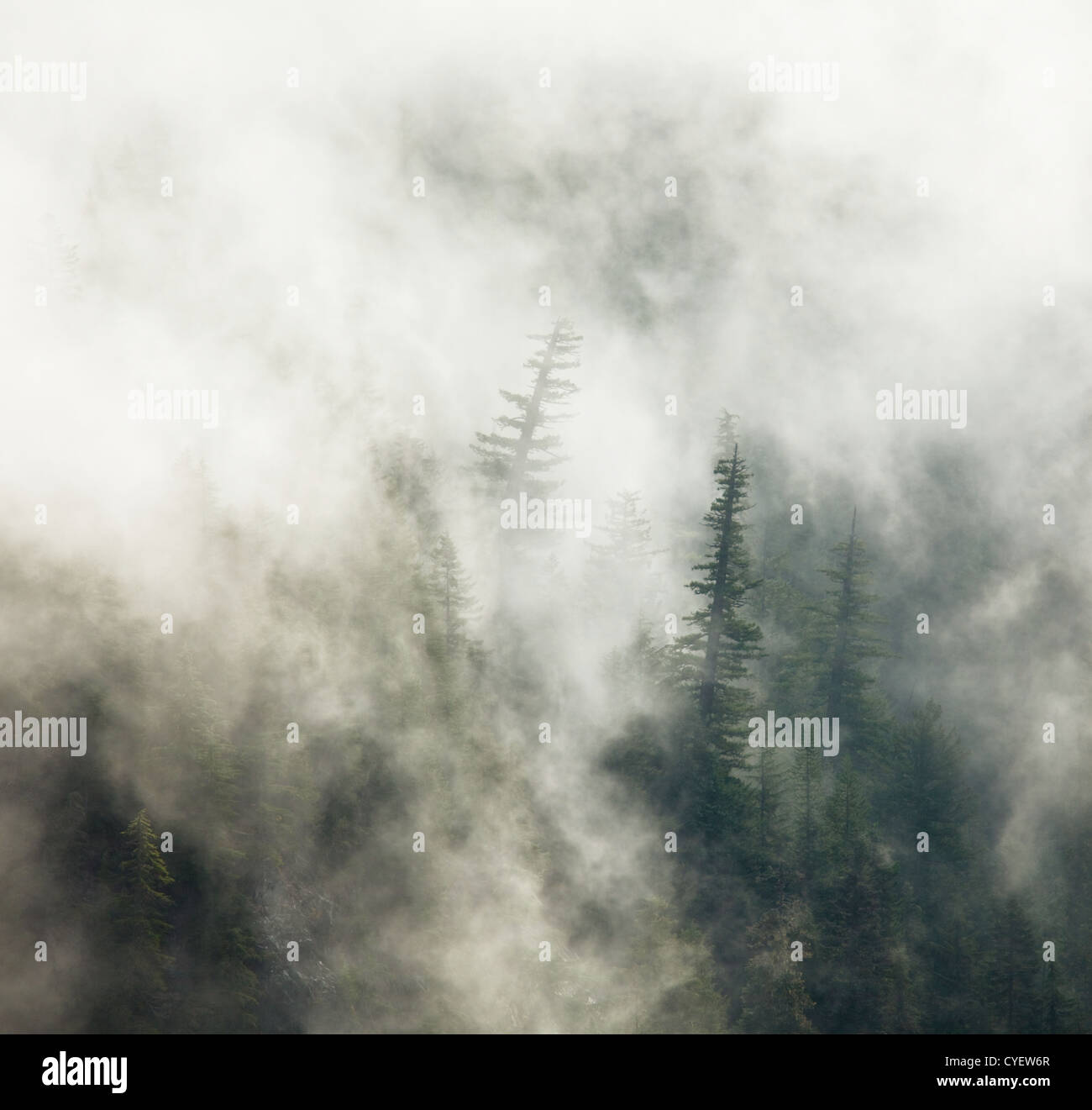 Magic forest of misty Stock Photo - Alamy