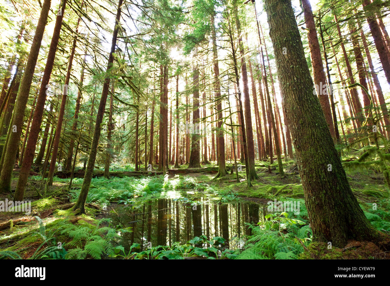 sunny forest in Olympic Park,USA Stock Photo - Alamy