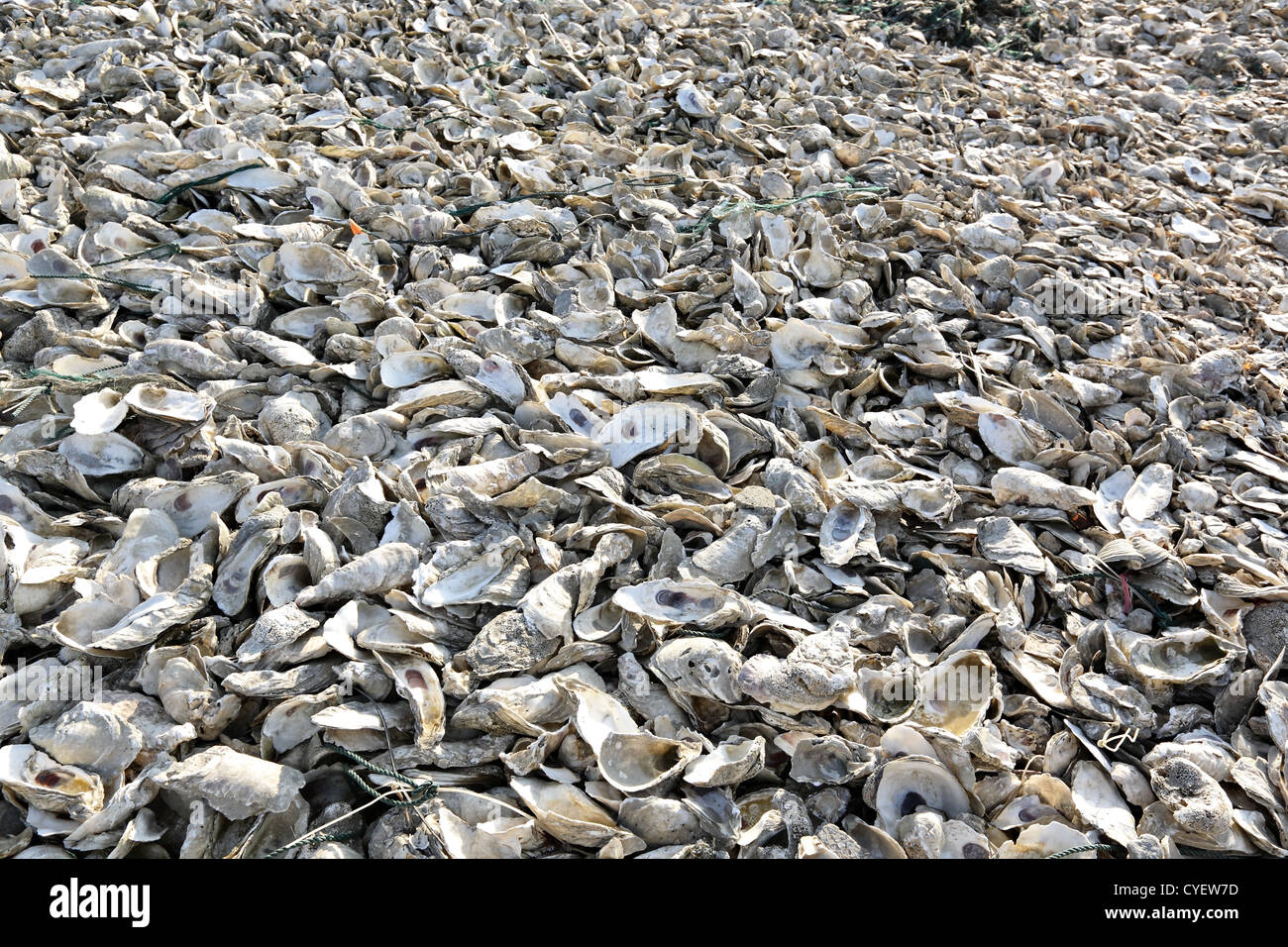 Pacific oyster shell pearl hi-res stock photography and images - Alamy