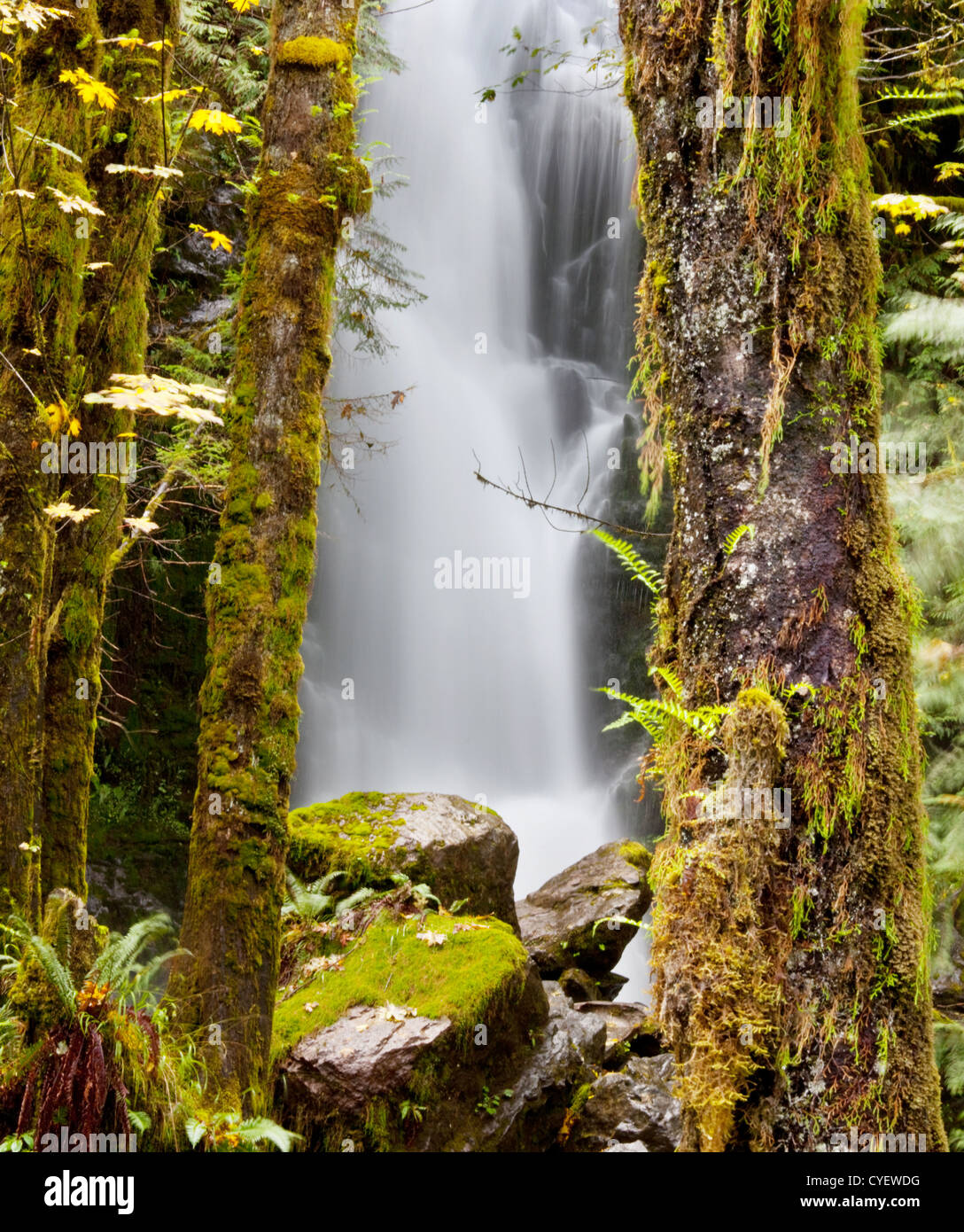 waterfall in Olympic National Park,USA Stock Photo - Alamy