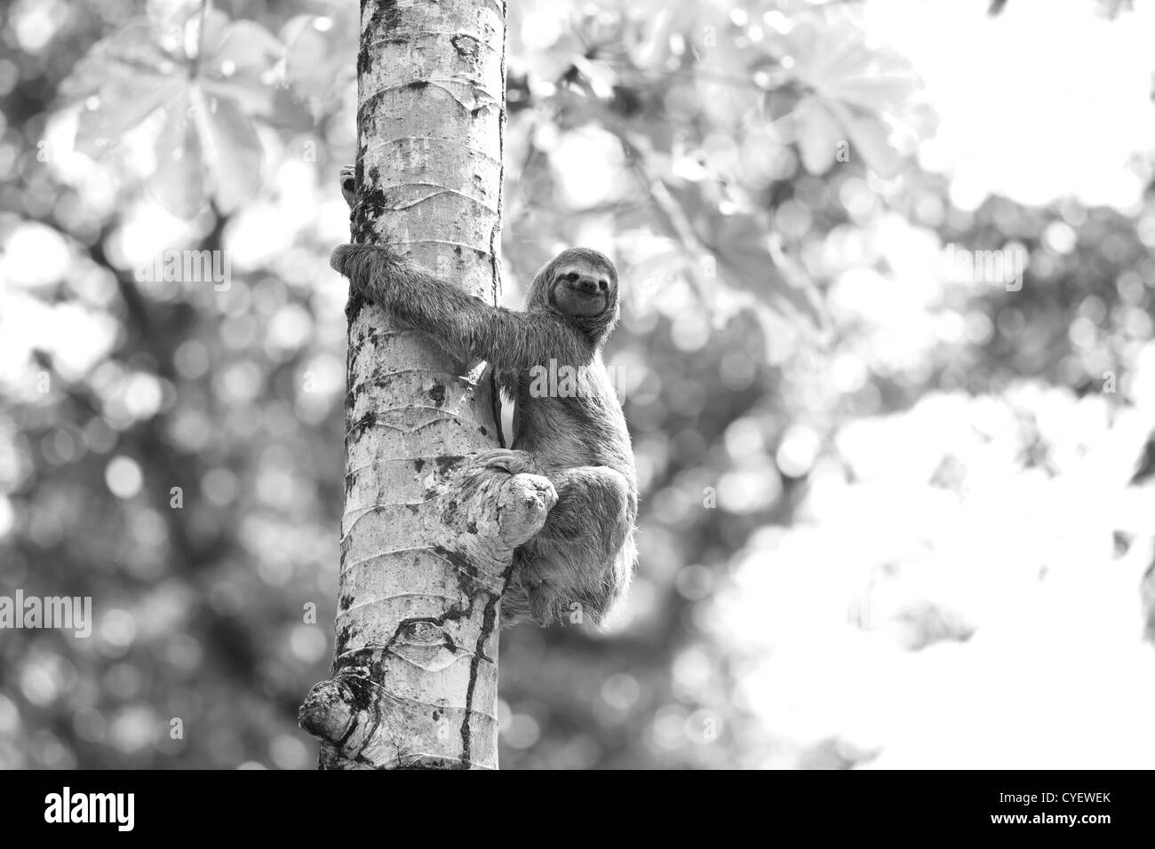 A Three-toed Sloth climbing down the tree in Manuel Antonio national ...