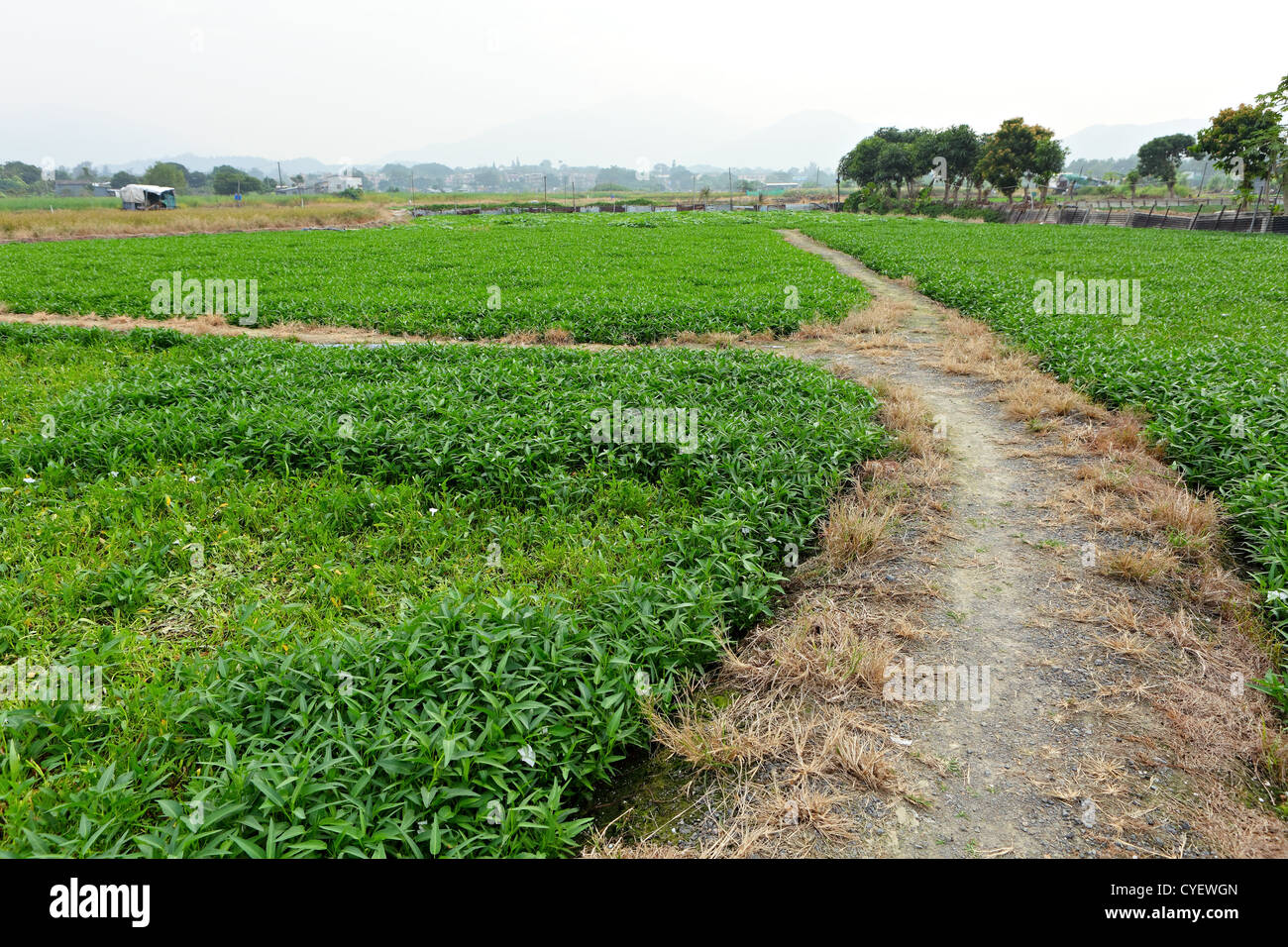 path in country side Stock Photo - Alamy