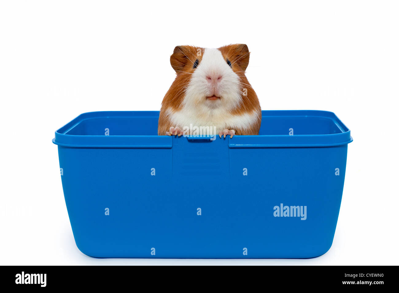 Guinea pig in a box hi-res stock photography and images - Alamy