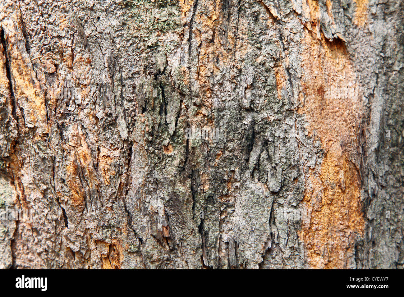 Tree barks background Stock Photo - Alamy
