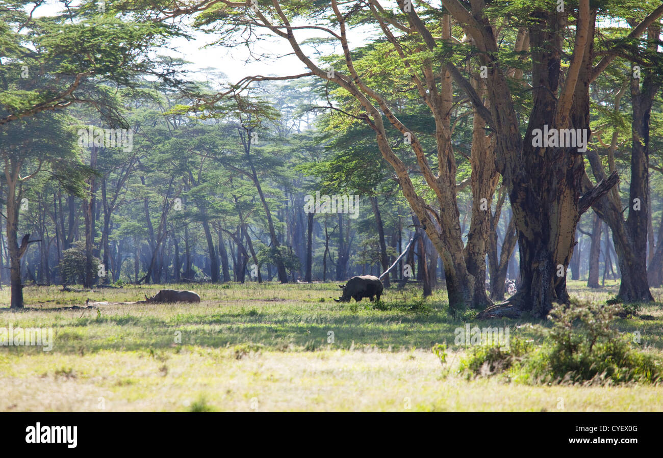 rhino in forest Stock Photo - Alamy