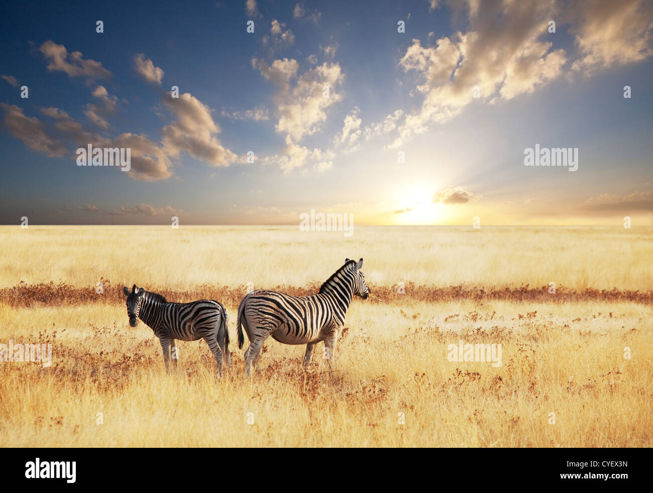 zebras at sunset Stock Photo - Alamy