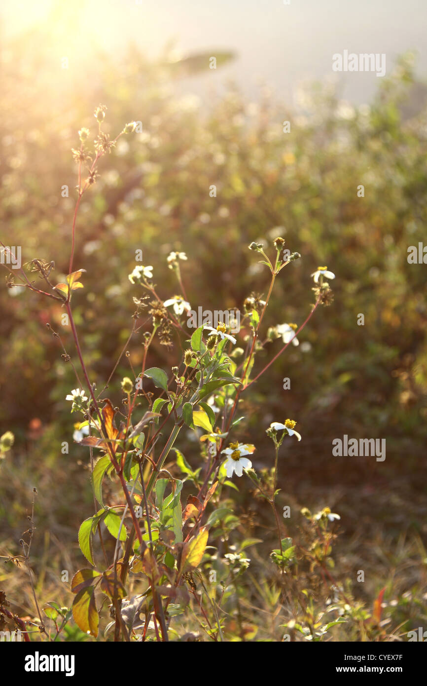 White flowers under sun hi-res stock photography and images - Alamy