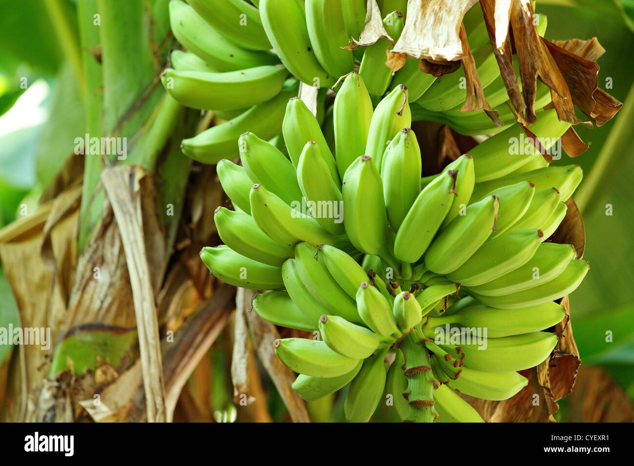 banana on tree Stock Photo - Alamy