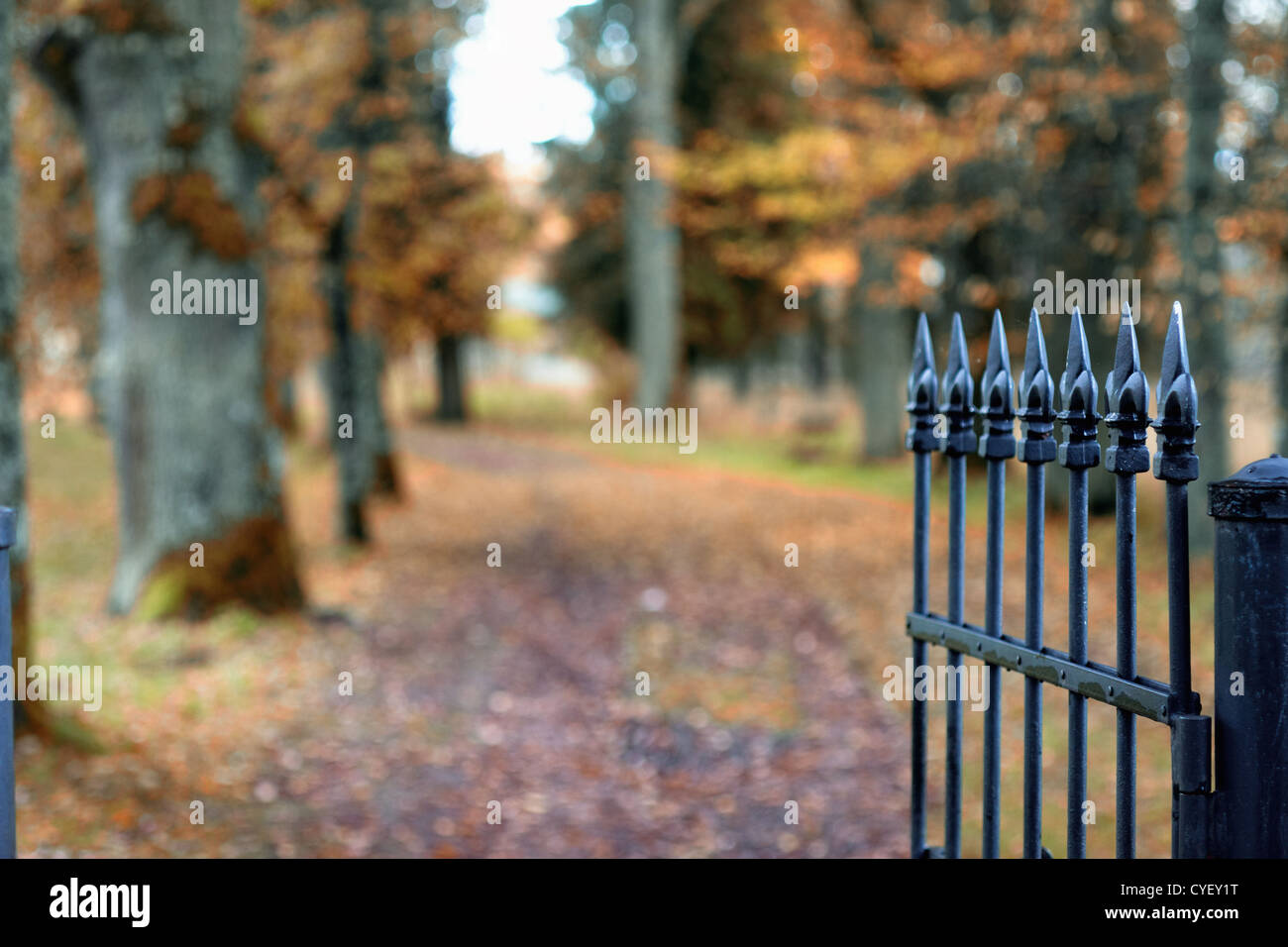 Open gate in autumn oak alley Stock Photo - Alamy