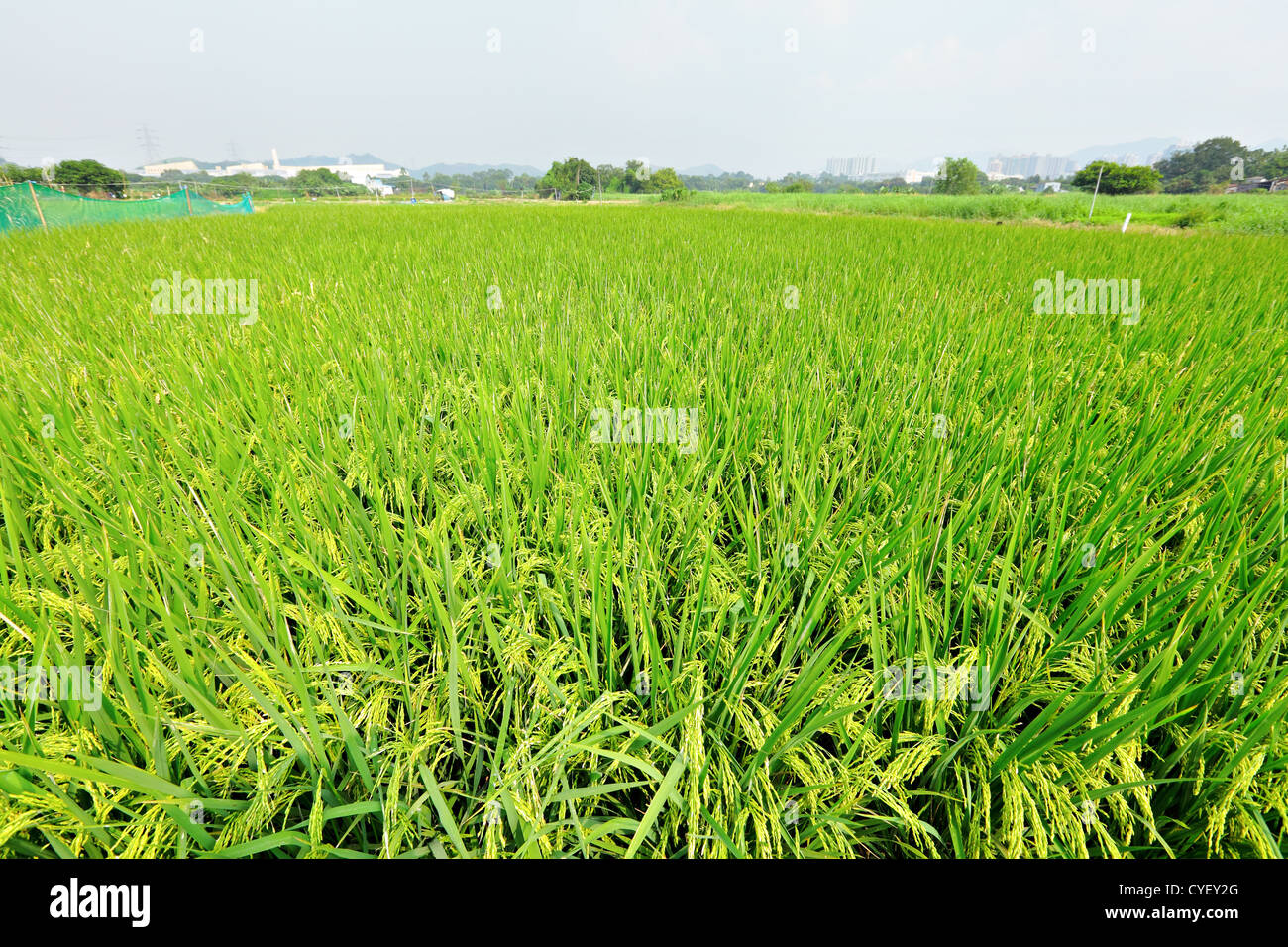 paddy rice field Stock Photo - Alamy