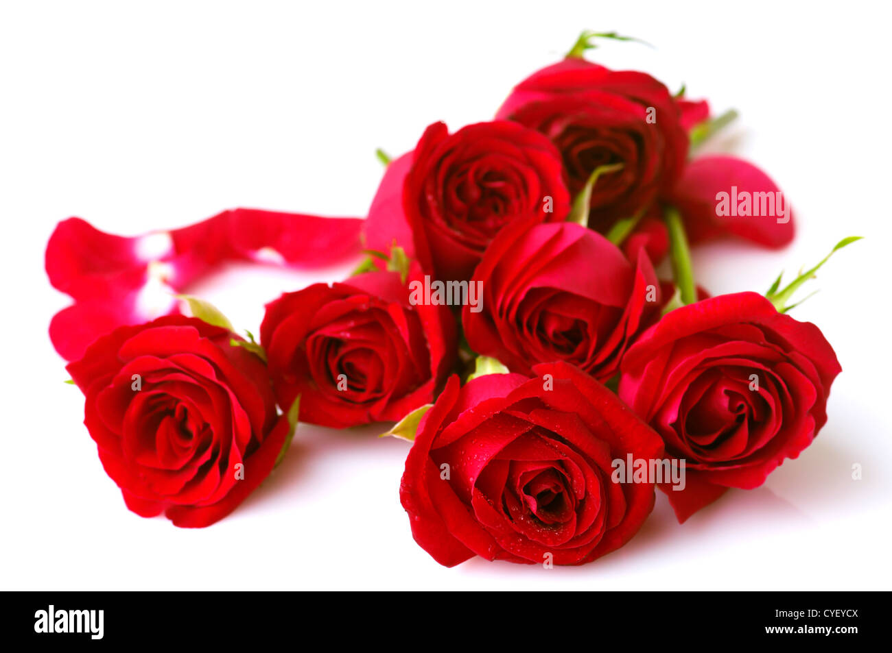 Image of roses on white background Stock Photo - Alamy