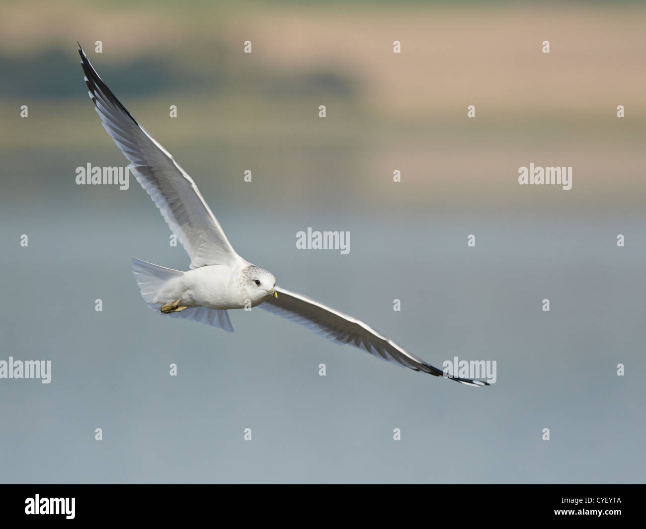 Common Gull in flight Stock Photo - Alamy