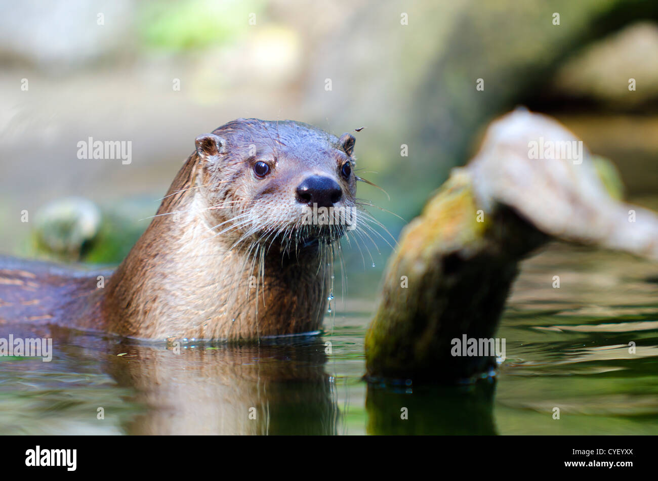 River otter hunting in lake hi-res stock photography and images - Alamy