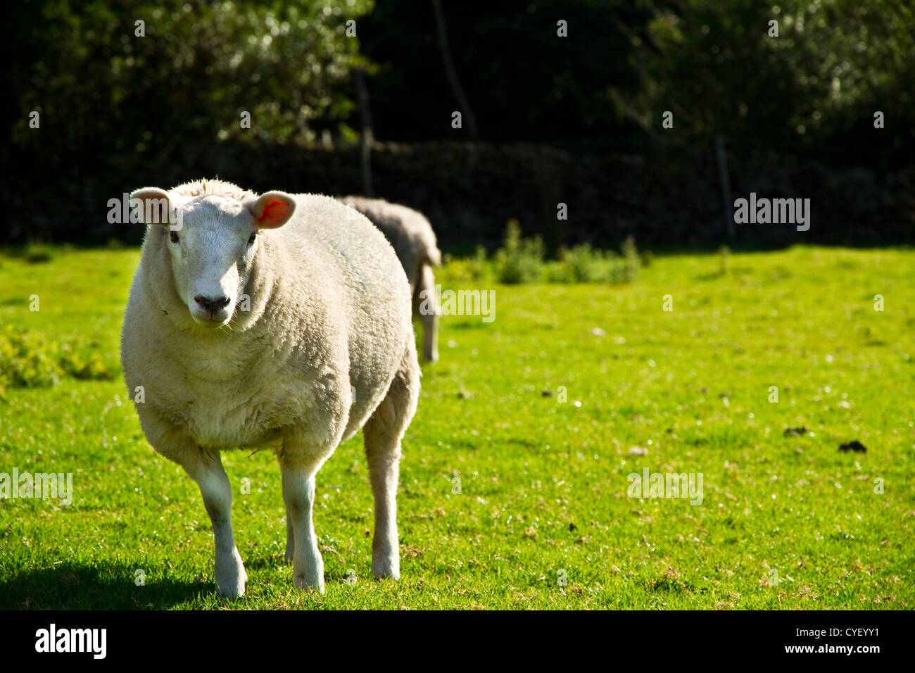 Sheep on the meadow Stock Photo - Alamy