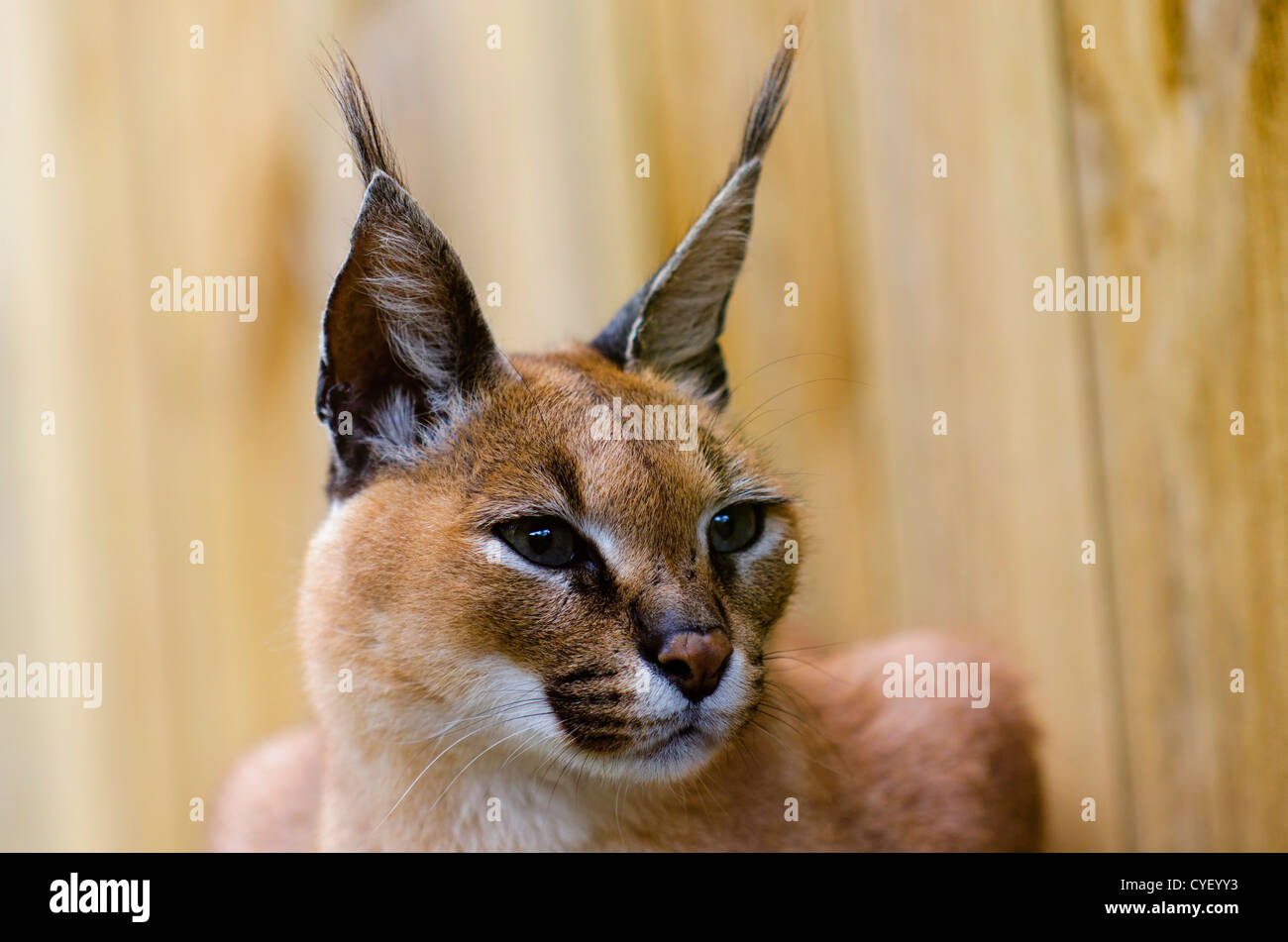 Caracal African wild cat Stock Photo - Alamy