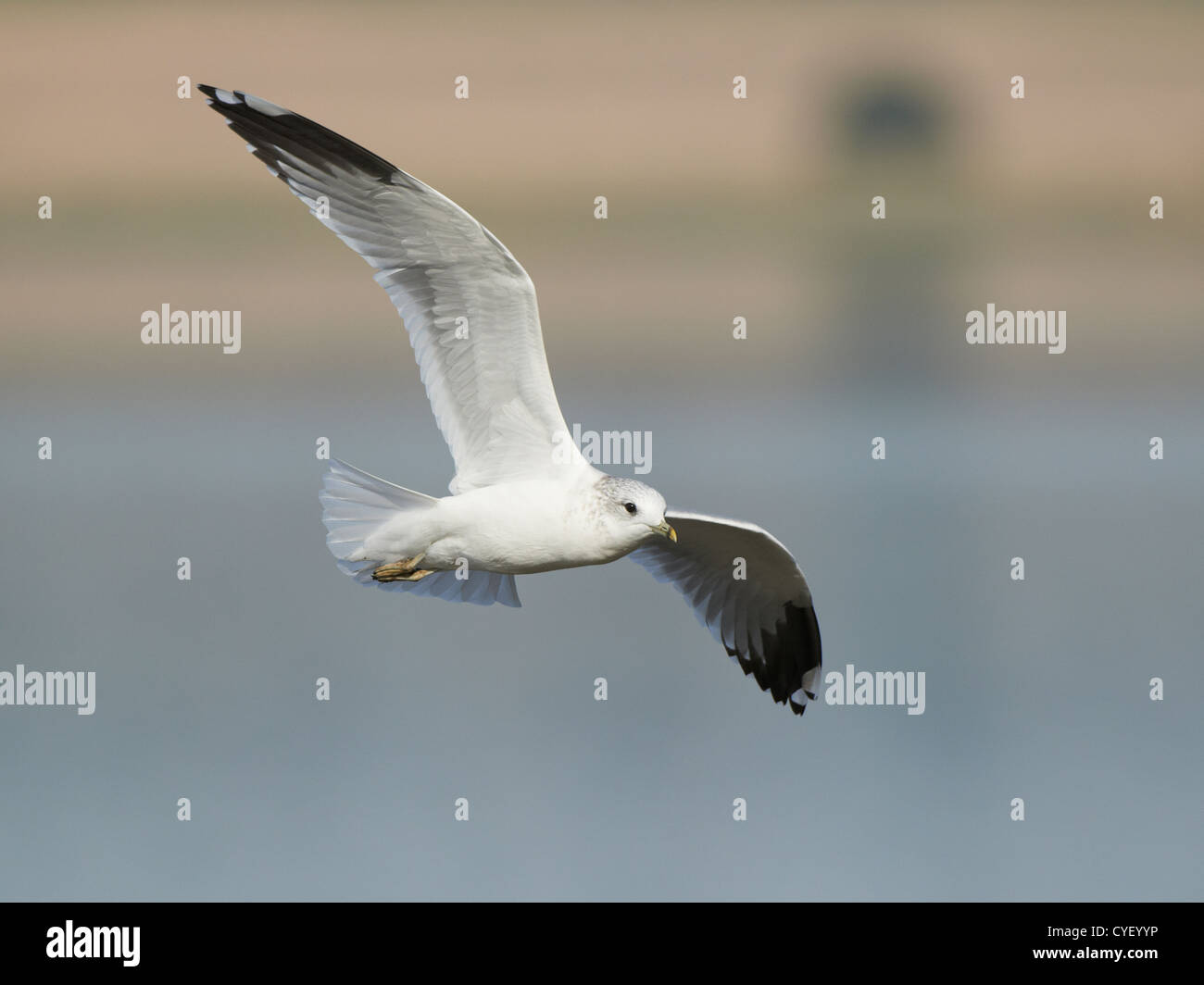Common Gull in flight Stock Photo - Alamy
