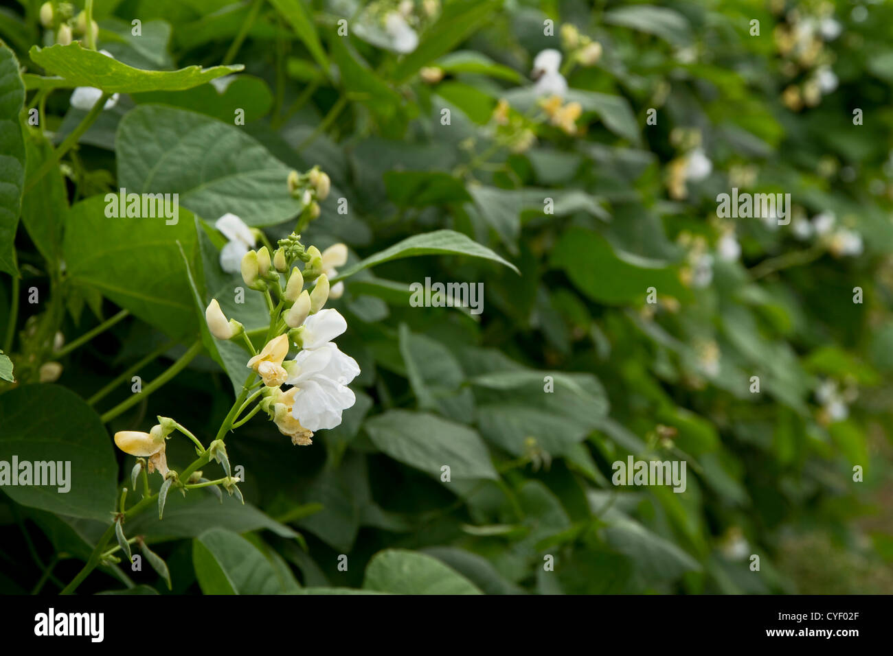 Bean plants growing on the farm Stock Photo - Alamy