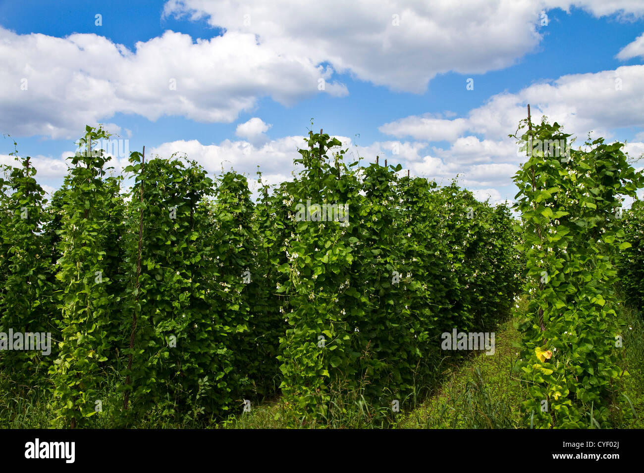 Bean plants growing on the farm Stock Photo - Alamy