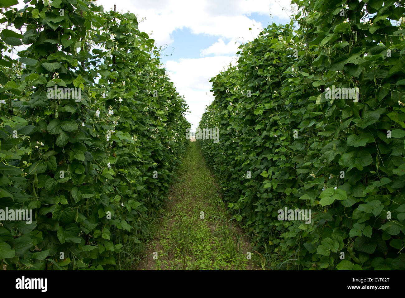 Bean plants growing on the farm Stock Photo - Alamy