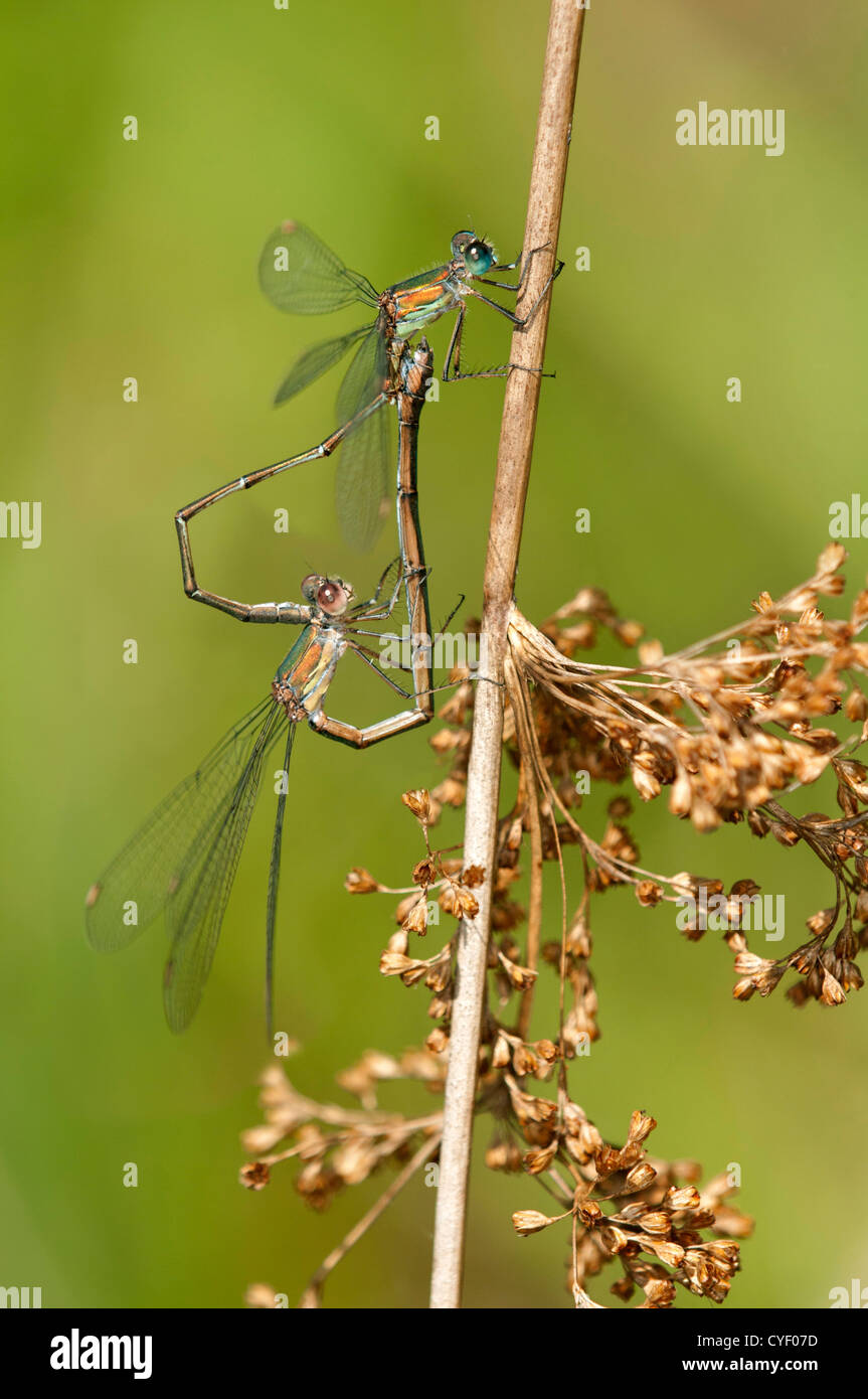 Mating wheel of Willow Emerald Damselflies (Lestes viridis), family ...