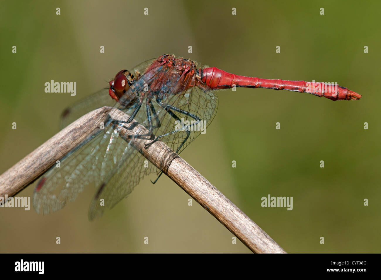 Dragonfly insects hi-res stock photography and images - Alamy