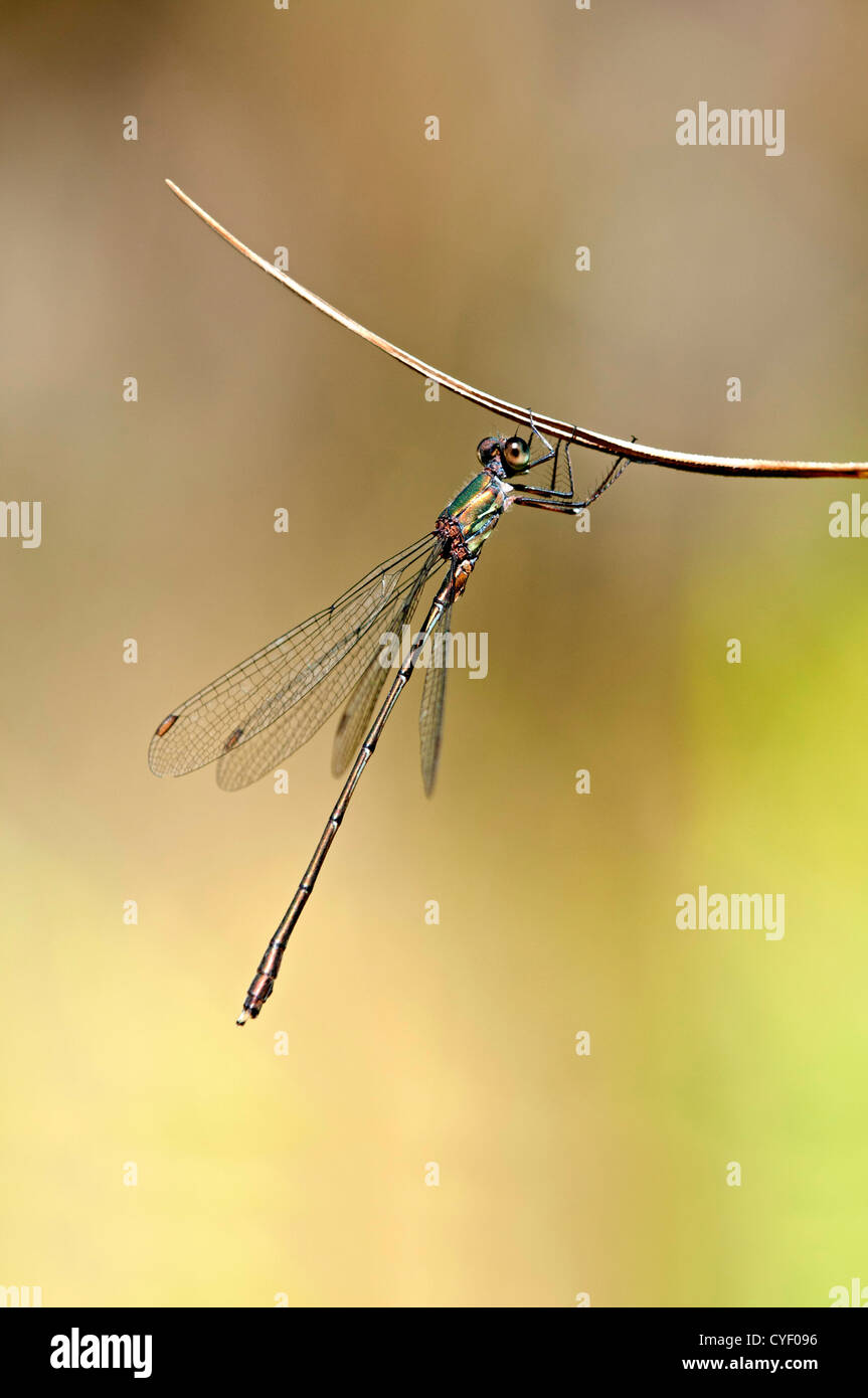 Willow Emerald Damselfly (Lestes viridis), Lestidae family, Switzerland ...