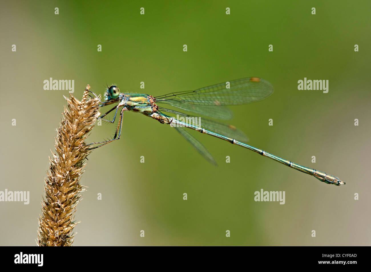 Willow Emerald Damselfly (Lestes viridis), Lestidae family, Switzerland ...