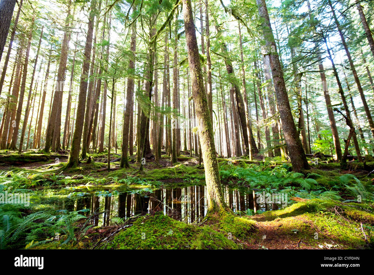 sunny forest in Olympic Park,USA Stock Photo - Alamy