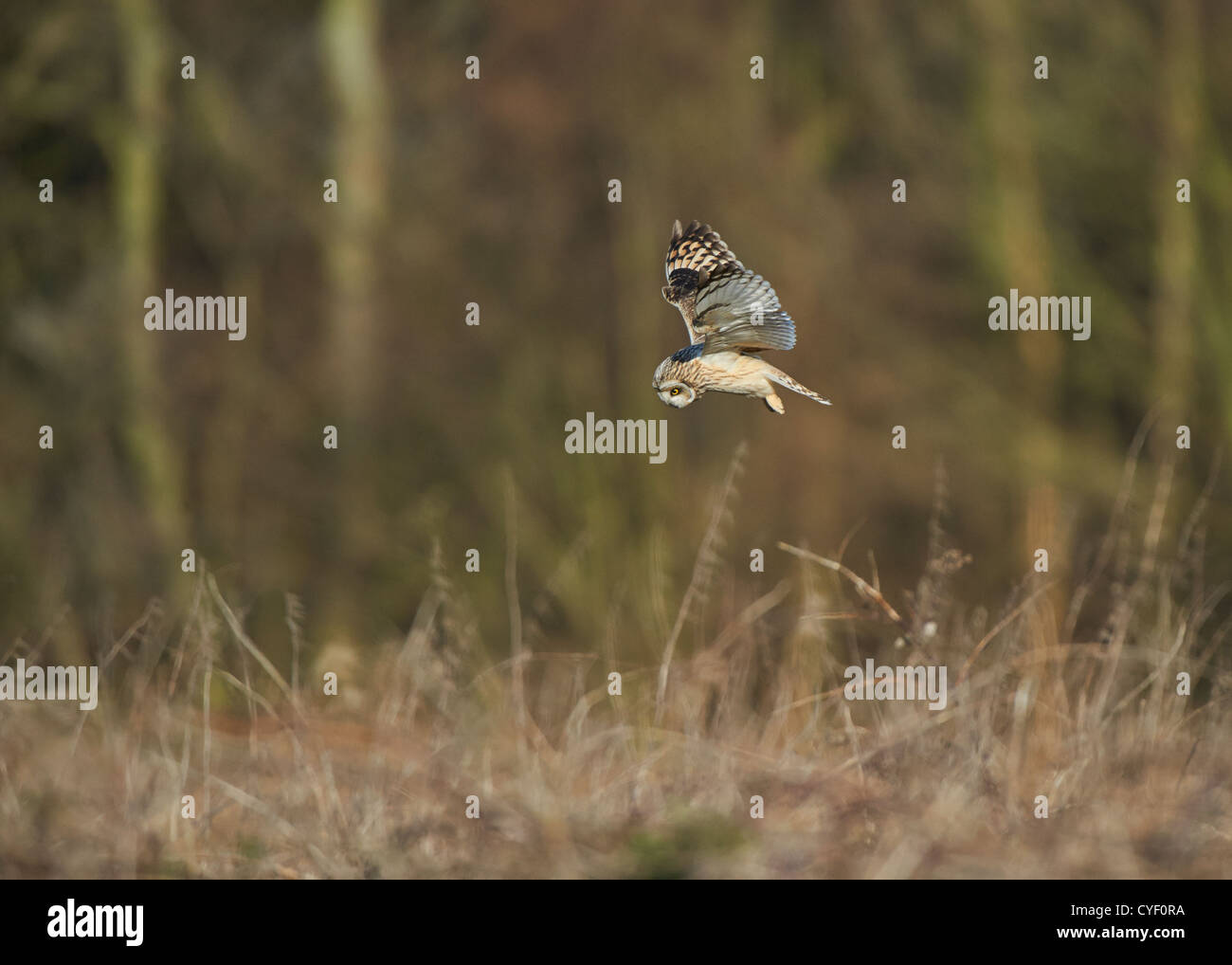 Owl Flight Movement High Resolution Stock Photography and Images - Alamy