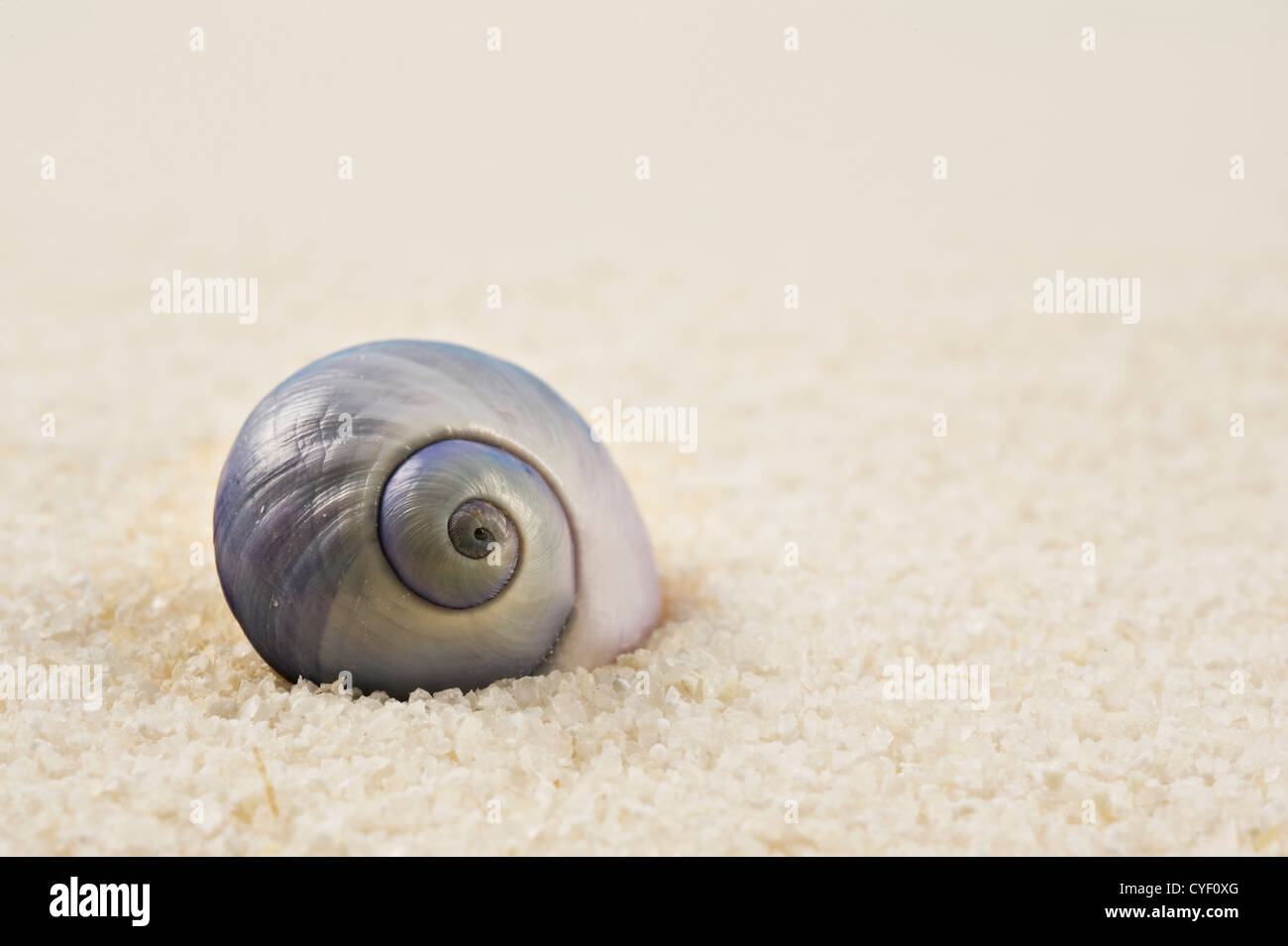 a Beautiful perfectly shaped sea shell on the beach Stock Photo - Alamy