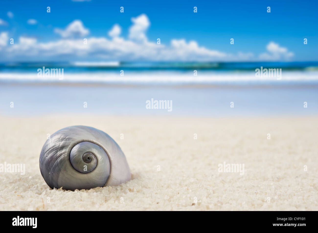 a Beautiful perfectly shaped sea shell on the beach Stock Photo - Alamy