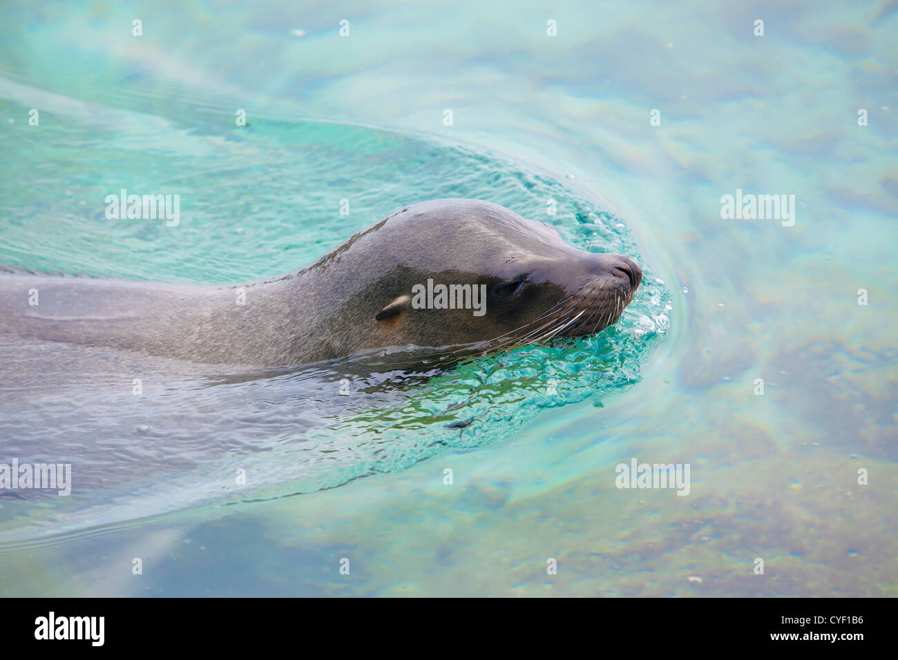 Sea lion swimming in the ocean near Isabela, Galapagos Stock Photo - Alamy