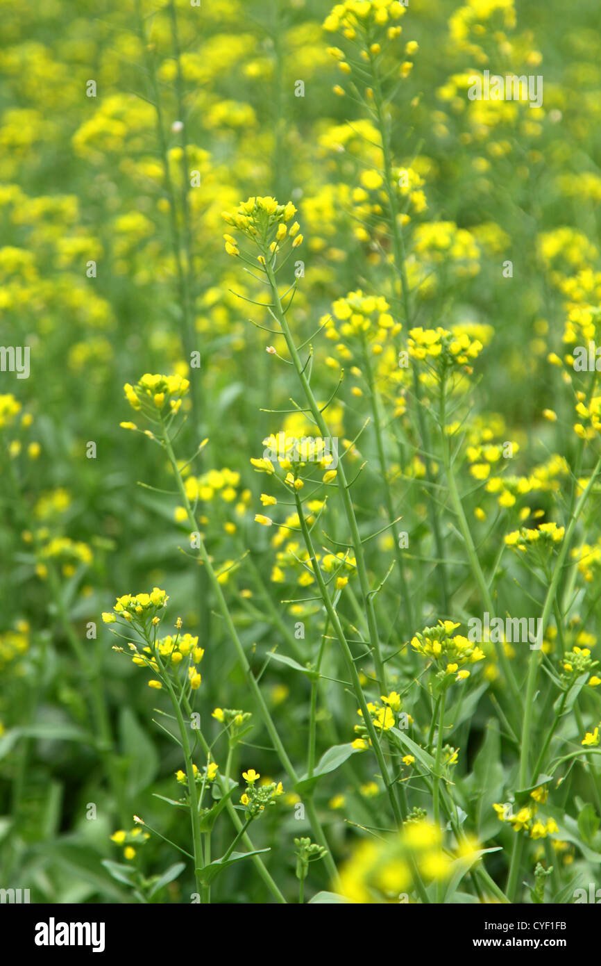 Rape flowers close up shot Stock Photo - Alamy