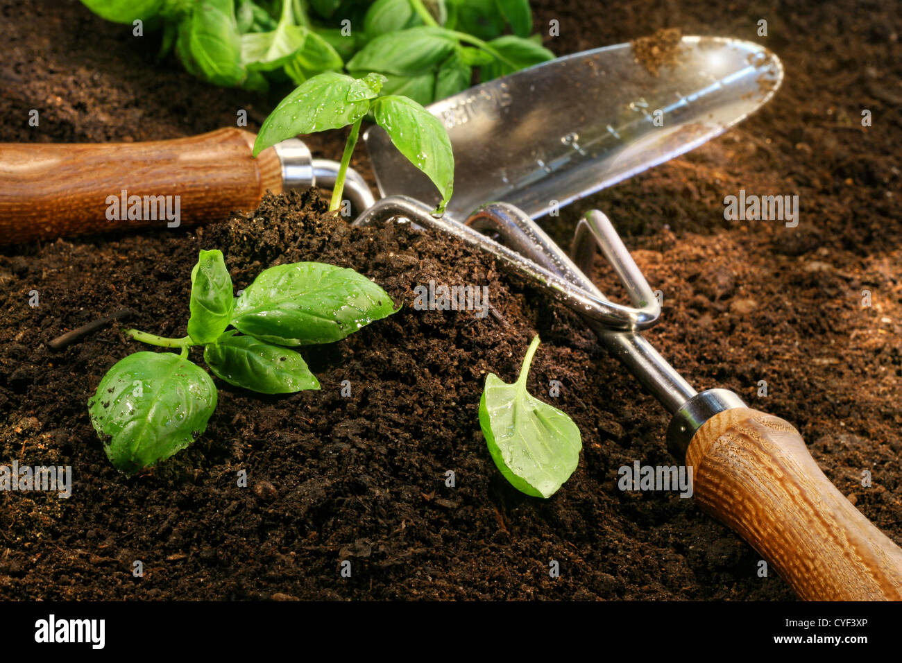 Fresh sprigs of basil cut from the garden Stock Photo - Alamy
