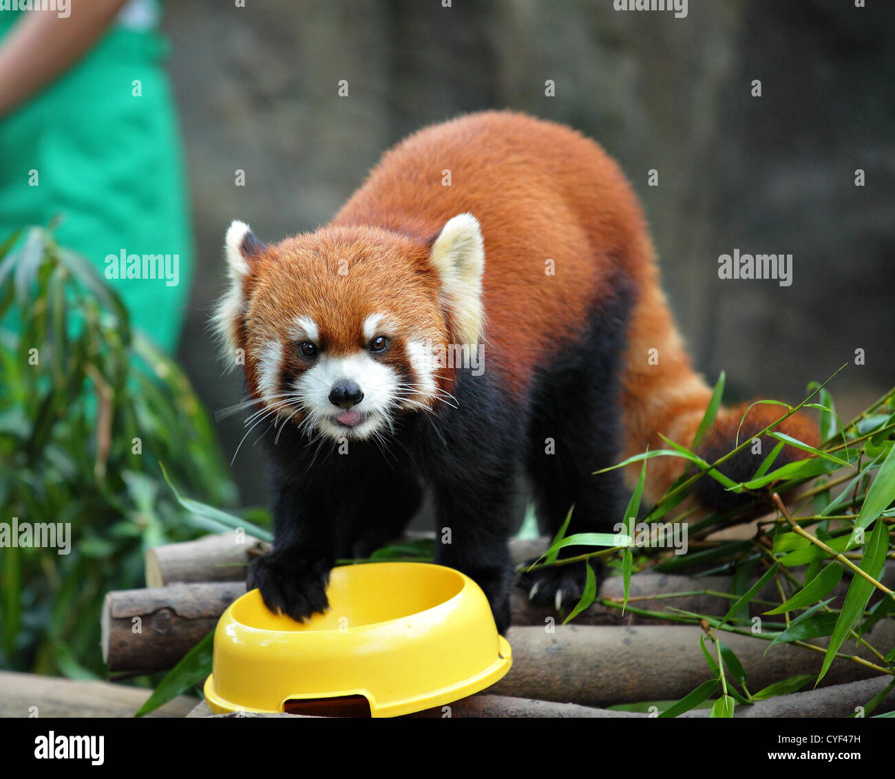 Small panda hi-res stock photography and images - Alamy