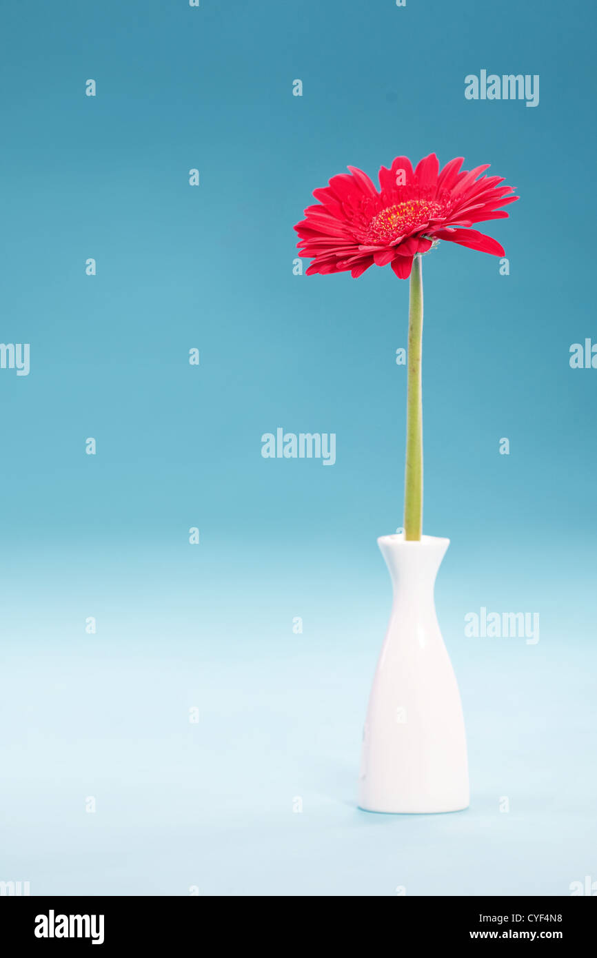 Gerbera daisy in vase hi-res stock photography and images - Alamy