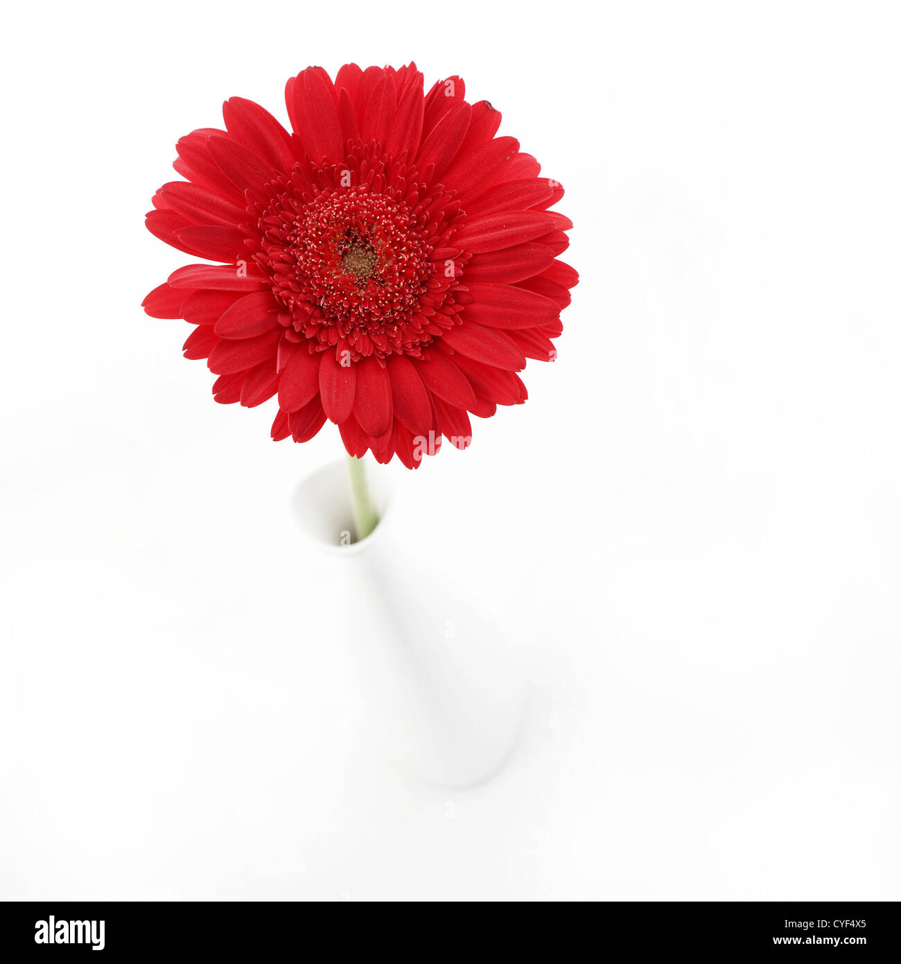 Red gerbera in vase isolated on white Stock Photo - Alamy
