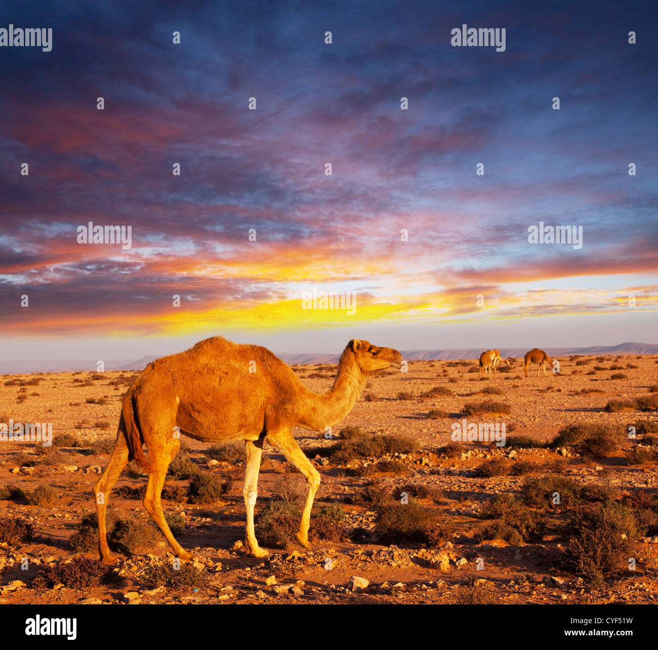 Camel at sunset Stock Photo - Alamy