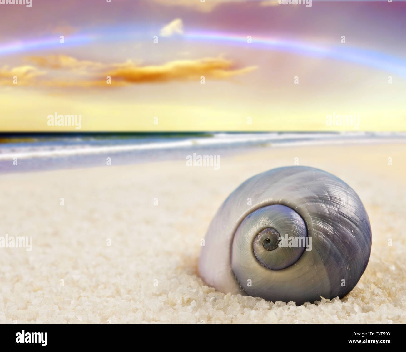 a Beautiful perfectly shaped sea shell on the beach Stock Photo - Alamy