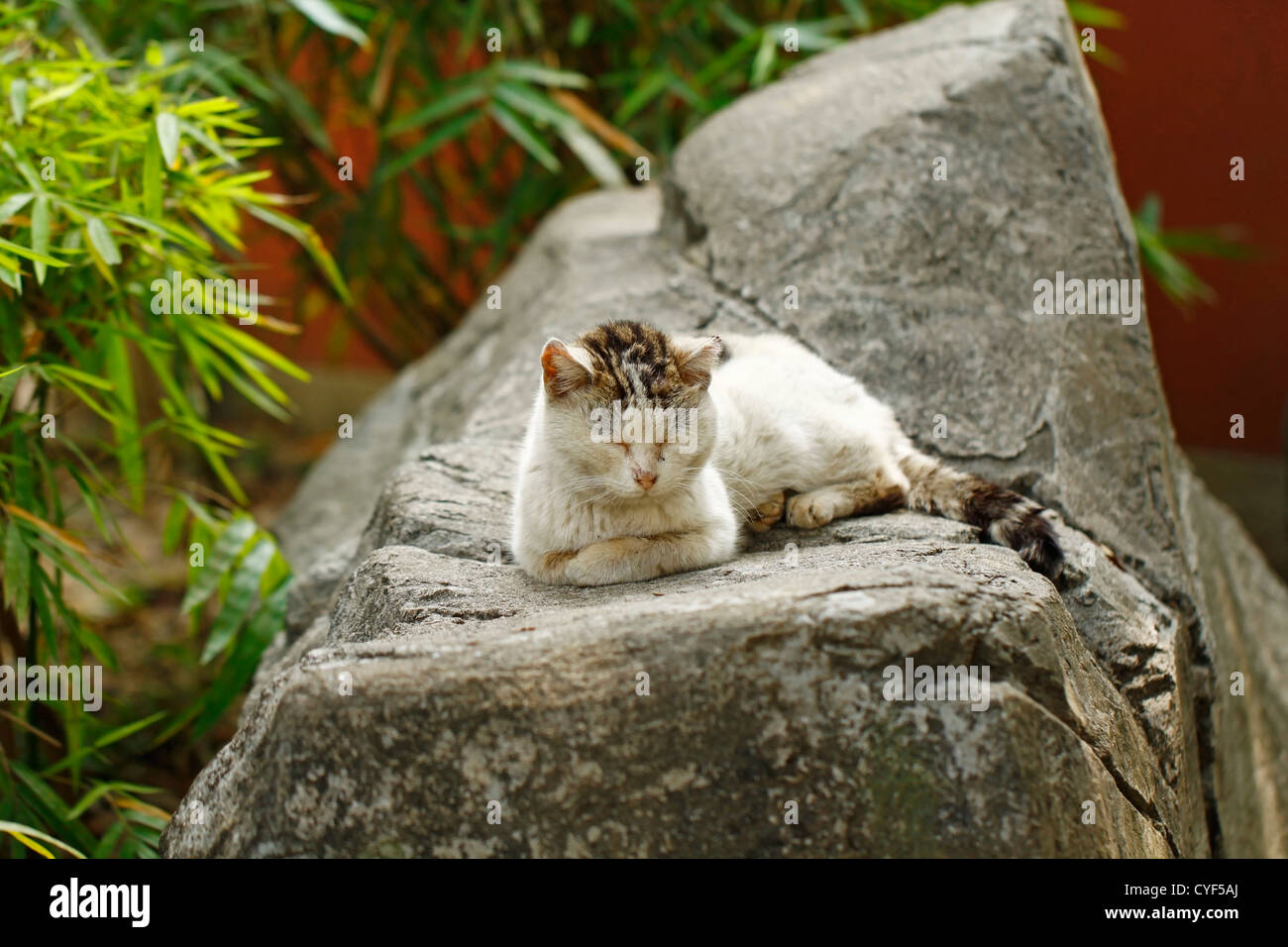Sleeping cat on the rocks Stock Photo - Alamy