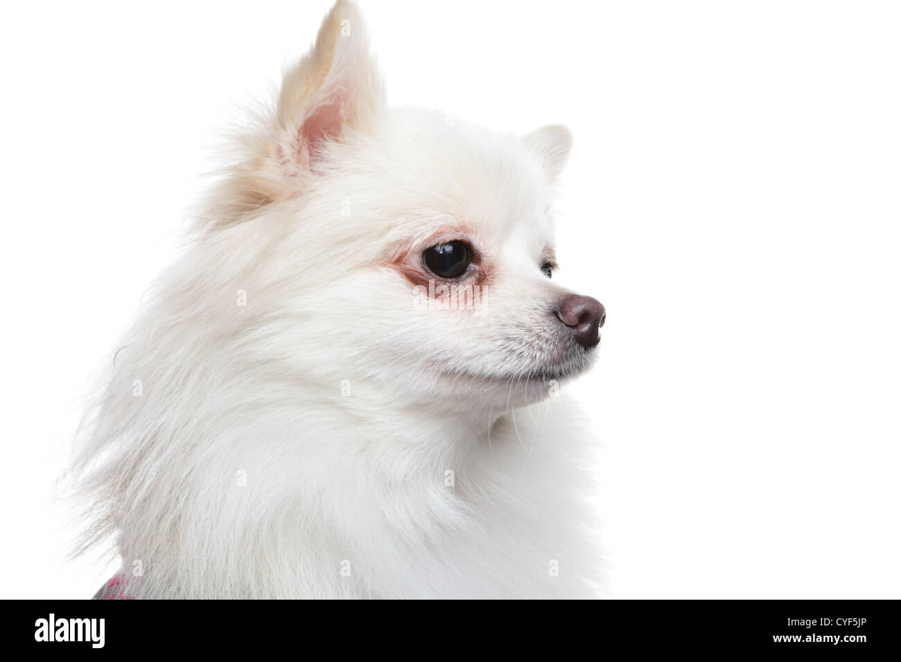 white pomeranian dog Stock Photo - Alamy