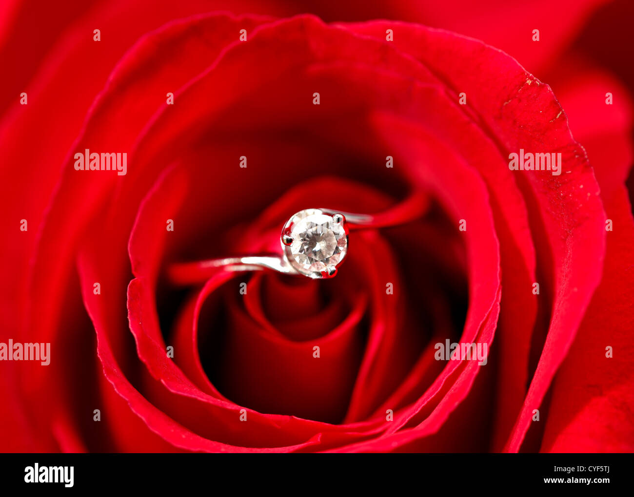 rose with ring Stock Photo - Alamy