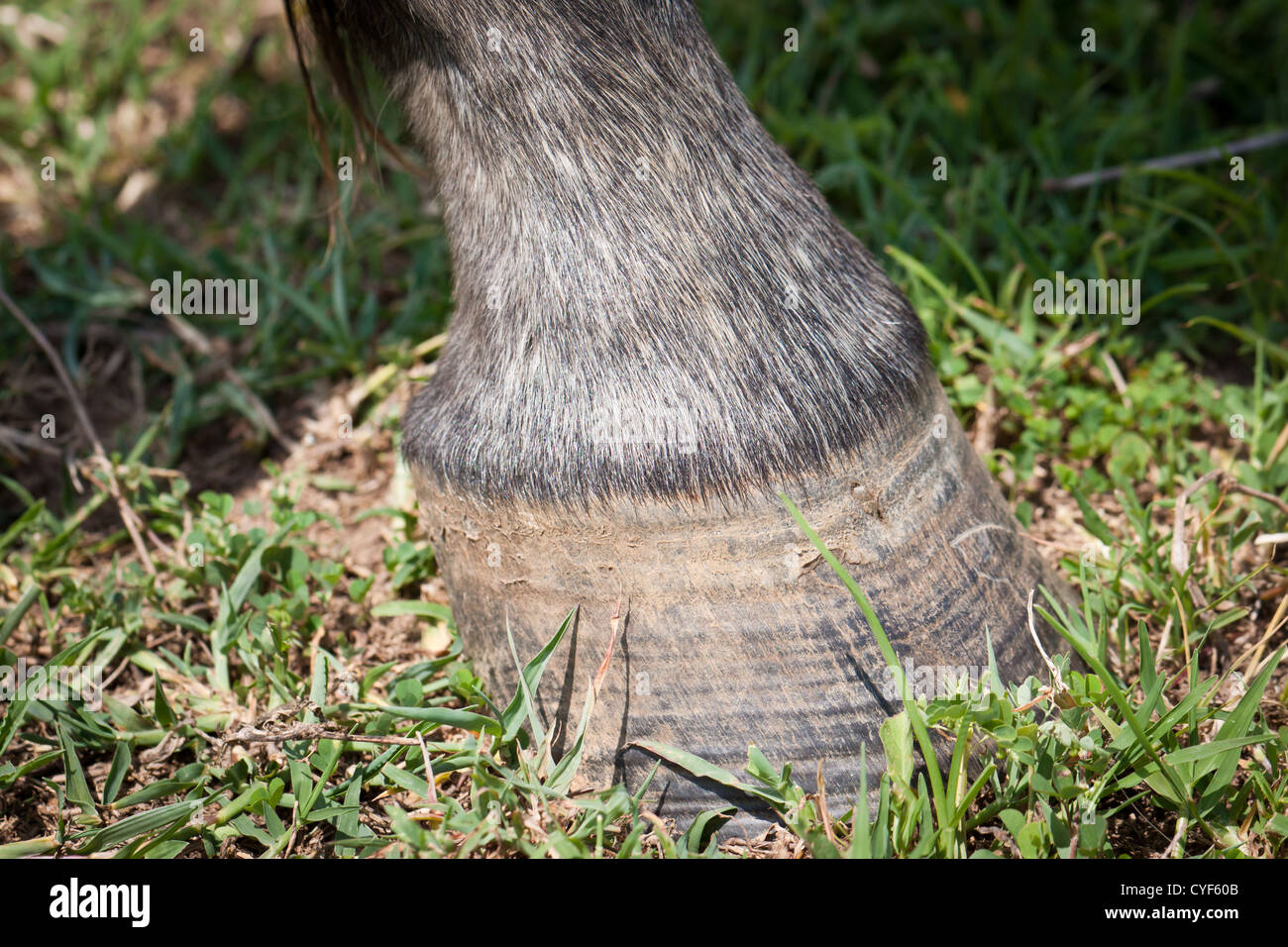 Ungulates hoof hi-res stock photography and images - Alamy